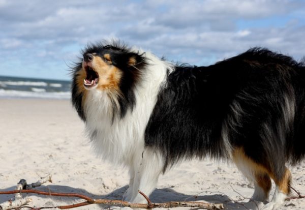 24 Herding Dog Breeds: Info, Pictures, History & Traits – Dogster