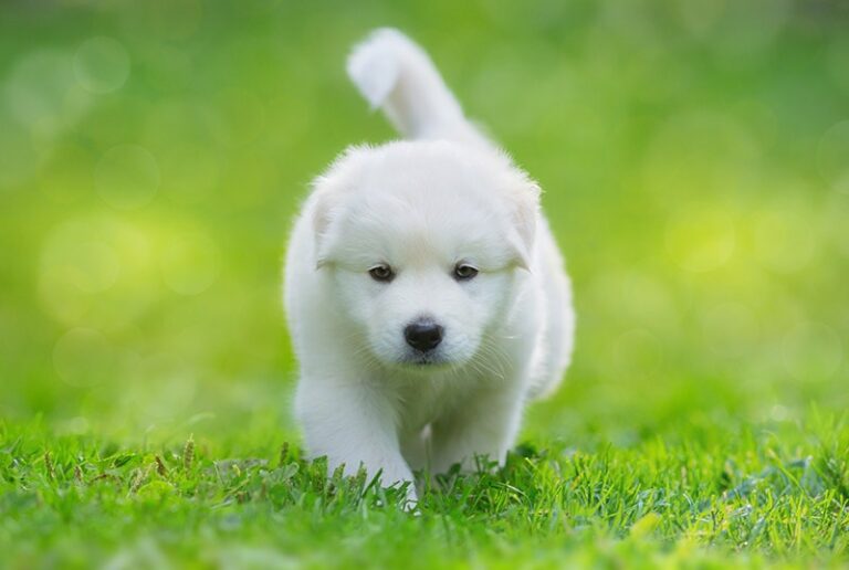 Samoyed Dog Breed: Info, Pictures, Care Guide & More – Dogster