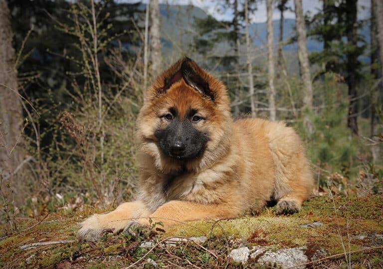 Shiloh Shepherd Dog Breed: Info, Pictures, Facts & Traits – Dogster