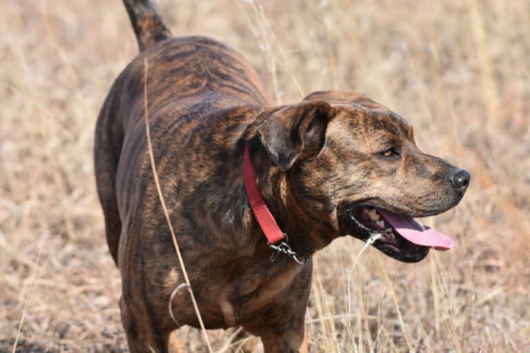 Mountain Cur Dog Breed: Info, Pictures, Traits & More – Dogster