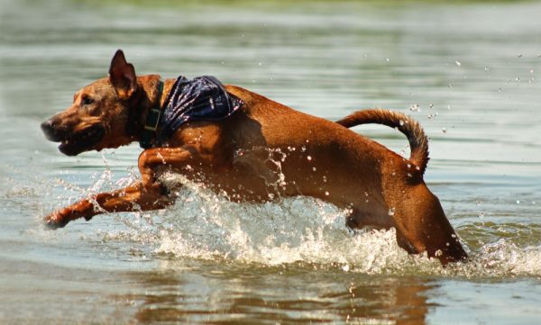 Mountain Cur Dog Breed: Info, Pictures, Traits & More – Dogster