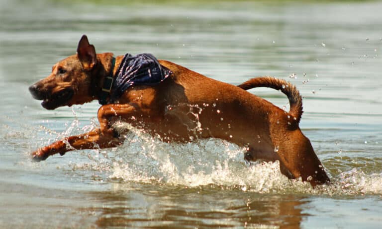 Mountain Cur Dog Breed: Info, Pictures, Traits & More – Dogster