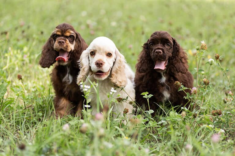 American Cocker Spaniel Breed: Info, Pictures, Facts, Traits & More ...