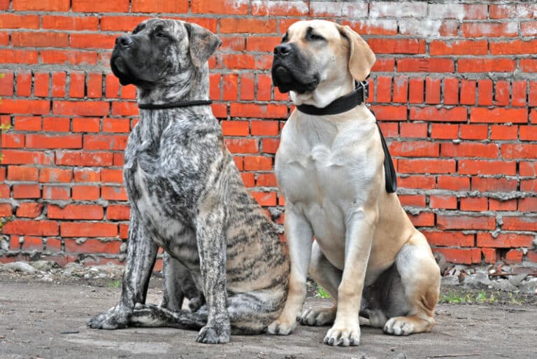 How to Train a Boerboel: 14 Vet-Approved Tips – Dogster