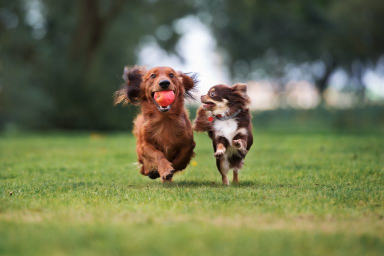 Do Dogs Have Best Friends? Canine Behavior Explained – Dogster