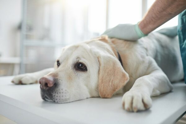 Head Pressing in Dogs: Vet-Reviewed Causes, Signs & What to Do – Dogster