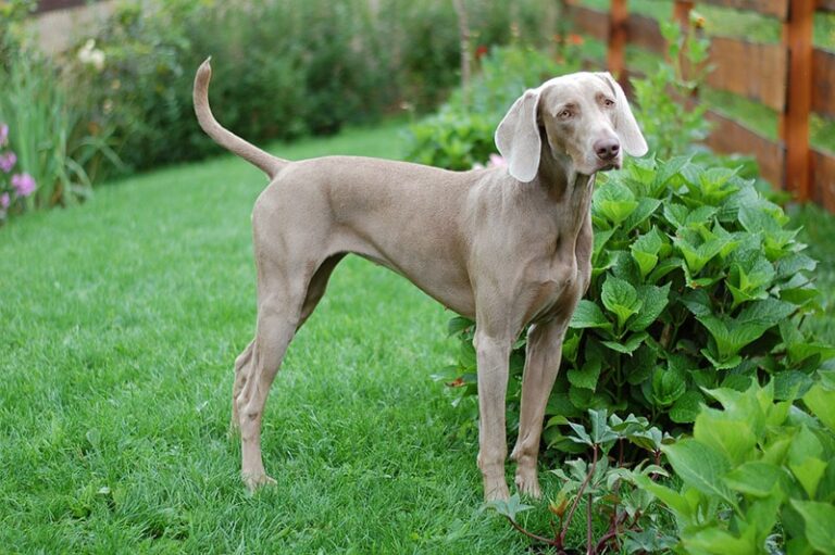 Weimaraner Dog Breed Info: Pictures, Care, Traits & More – Dogster
