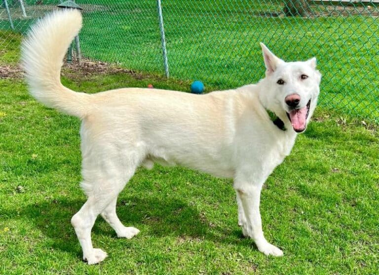 White Shepherd Dog Breed: Info, Pictures, Traits & Care Guide – Dogster