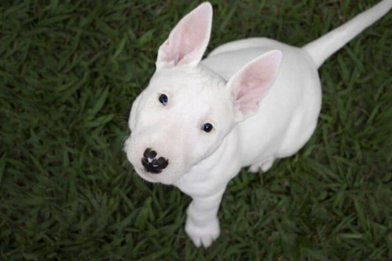 Bull Terrier Dog Breed: Info, Pictures, Facts, Traits & History – Dogster