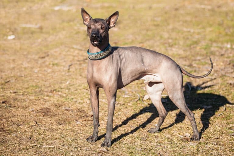 Mexican Hairless Dog (Xoloitzcuintli) Breed Guide: Info, Pictures, Care ...