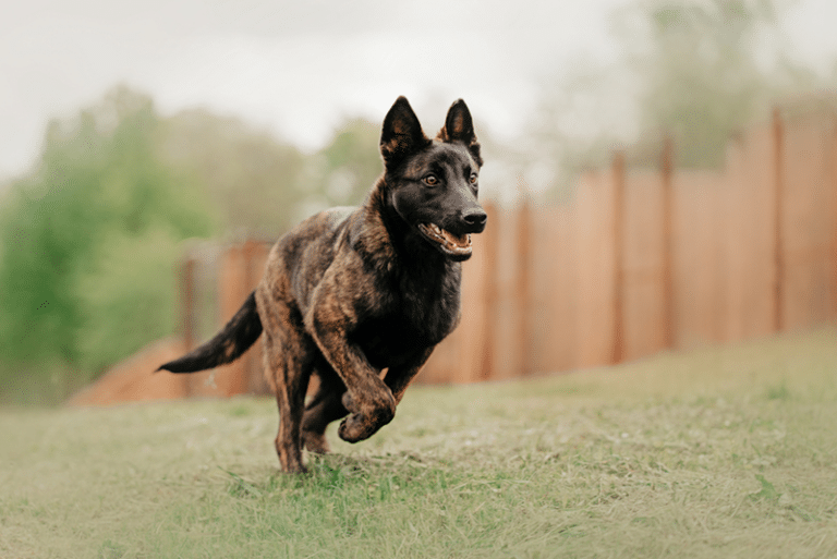 Dutch Shepherd Dog Breed: Info, Pictures, Personality & Care – Dogster
