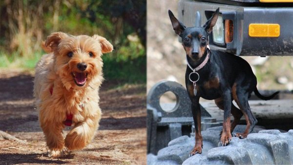 Yorkie Pin Dog Breed: Info, Pictures, Care & More – Dogster