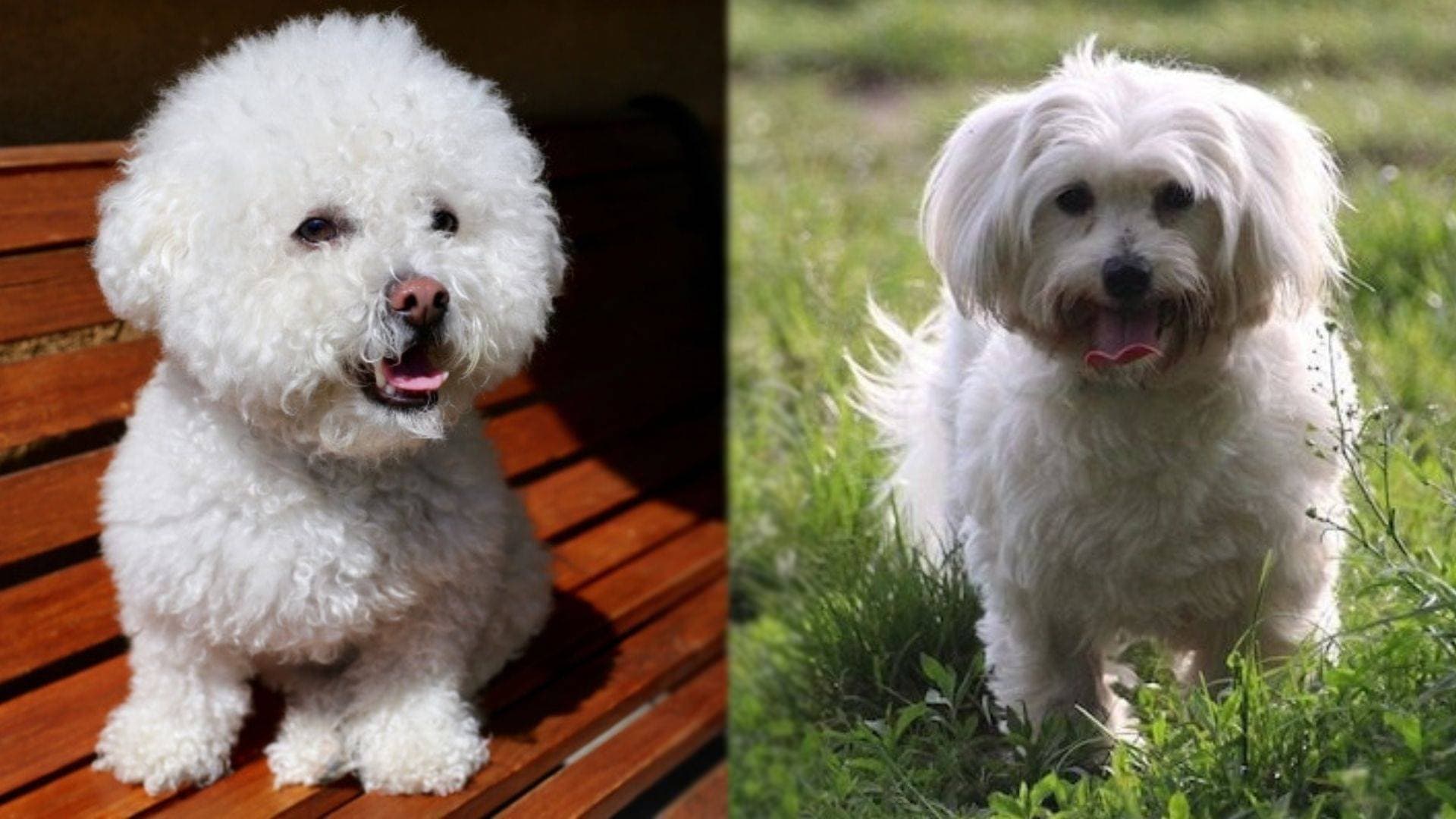 Poo-ton (Poodle & Coton de Tulear Mix) Dog Breed: Info, Pictures & Care ...