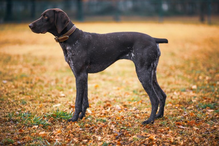 Pointer Dog: Info, Pictures, Facts, & Traits – Dogster