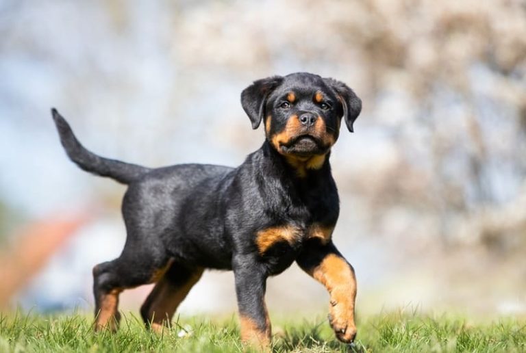 To Dock or Not to Dock a Rottweiler’s Tail? Vet-Verified Legality ...