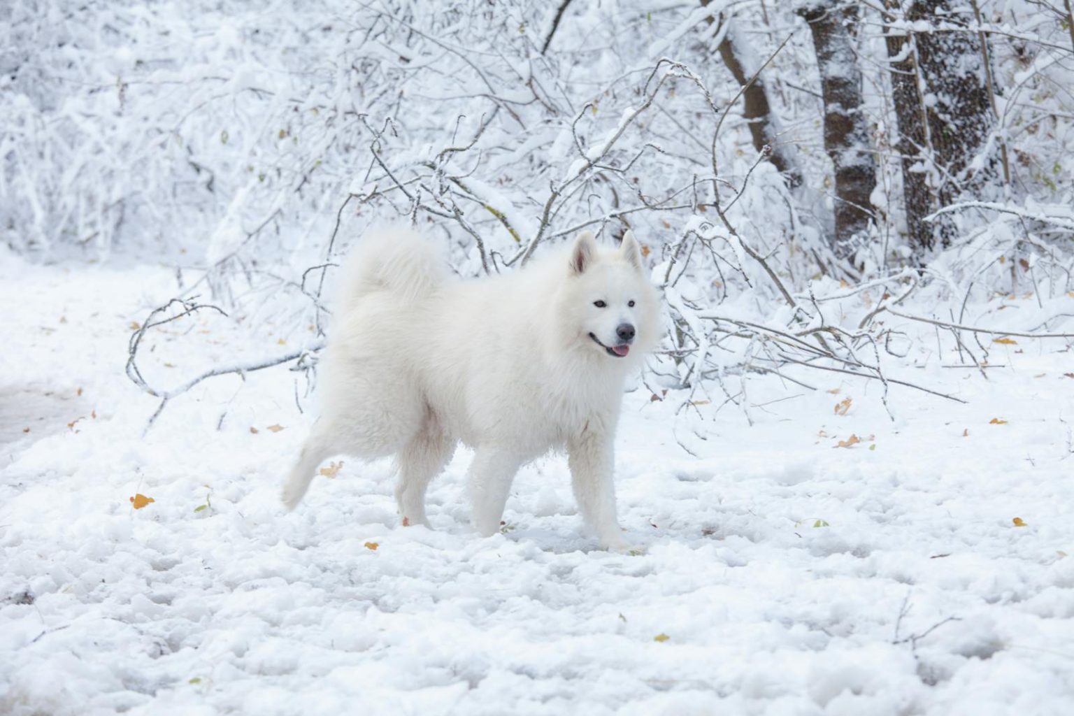 21 Dog Breeds Who Love Cold Weather & Snow: Info & Pictures – Dogster
