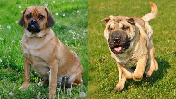 Ori Pei (Chinese Shar-Pei Pug Mix): Pictures, Guide, Info & Care – Dogster