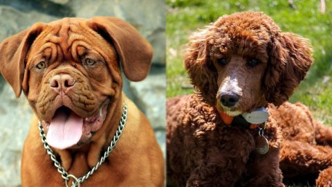 Mastidoodle (Mastiff & Poodle Mix): Info, Pictures & Care – Dogster