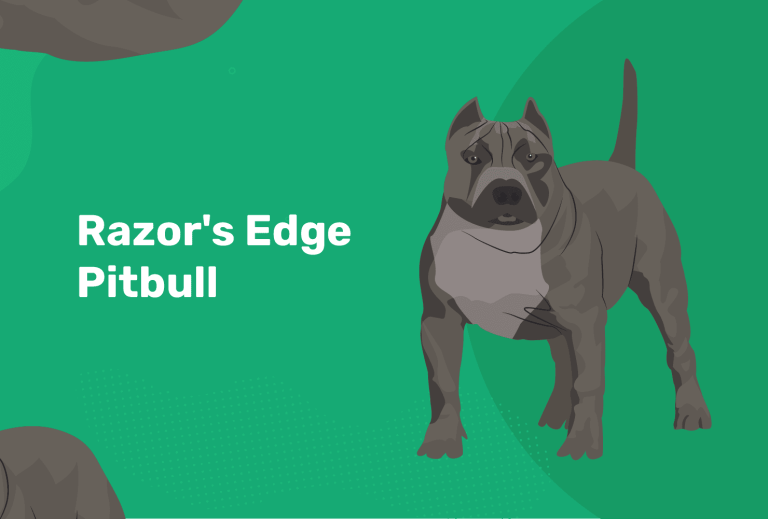 Razor Edge Pitbull Dog Breed: Info, Pictures, Temperament & Traits ...
