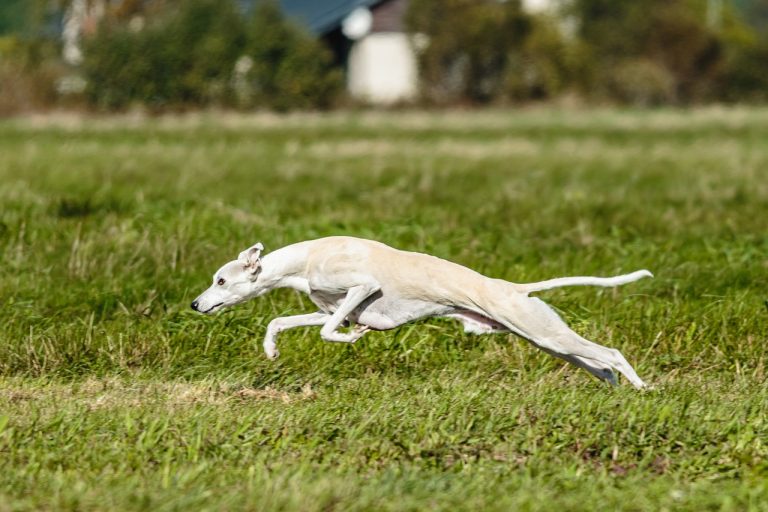 How Big Do Whippets Get? Average Weight & Growth Chart (Vet-Verified ...