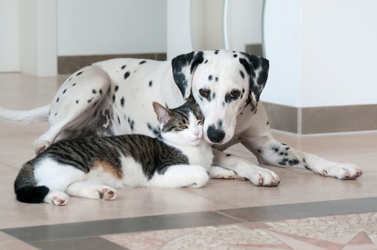 Are Cats or Dogs More Popular in the U.S.? What Statistics Say – Dogster
