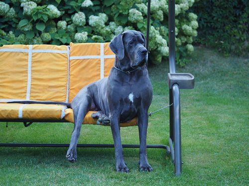 Blue Great Dane: Info, Pictures, Origin & History – Dogster