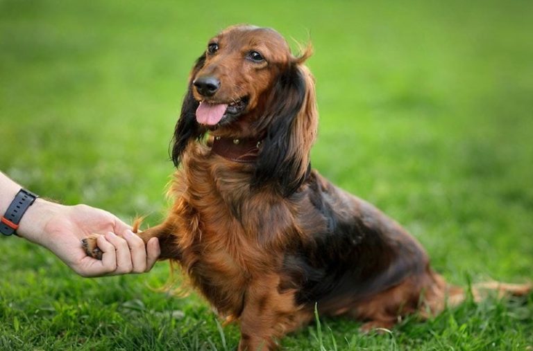10 Different Types of Dachshunds (With Info & Pictures) – Dogster