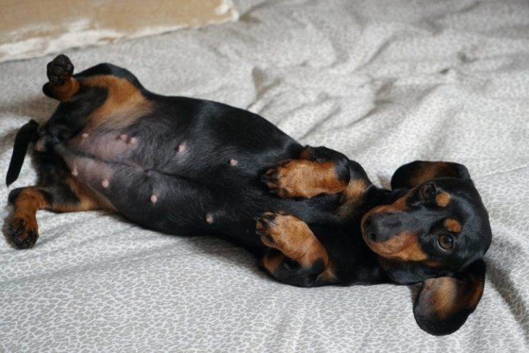How Long Are Dachshunds Typically Pregnant? Gestation Period & Stages Explained – Dogster