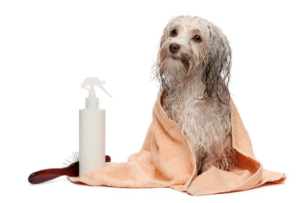 10 Best Shampoos for Havanese in 2025: Reviews & Top Picks – Dogster