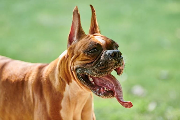 National Boxer Dog Day 2024: What & When Is It? – Dogster