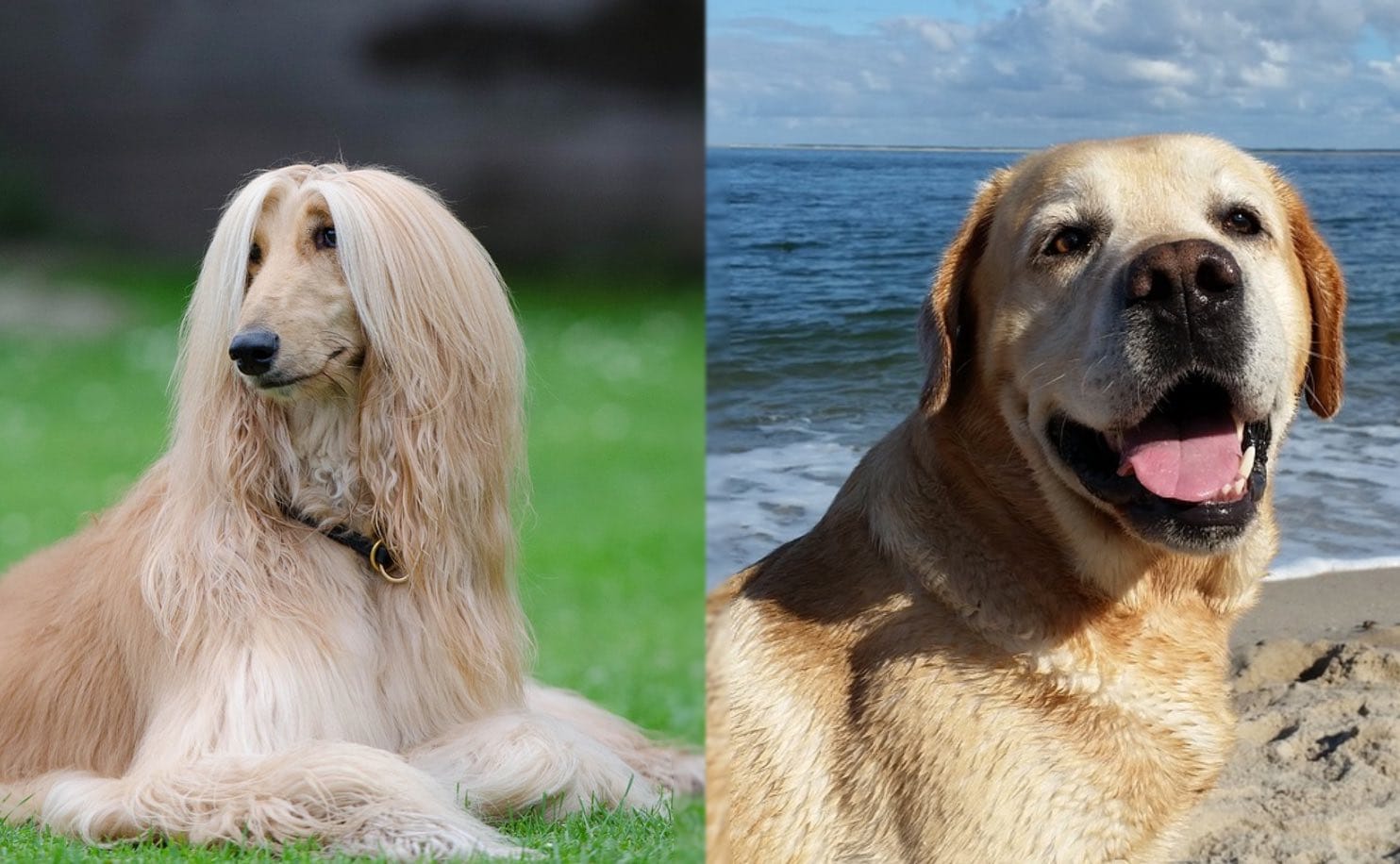 Afador (Afghan Hound & Lab Mix): Pictures, Info, Care Guide & More ...