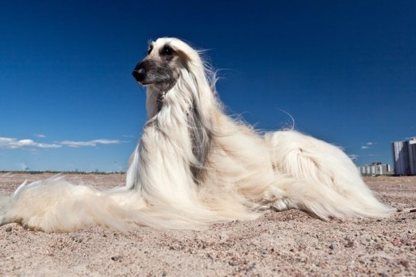 20 Long-Haired Dog Breeds: Pictures, Facts, & Origins – Dogster