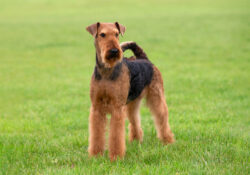 Airedale Terrier Breed Info: Pictures, Care, Traits & More – Dogster