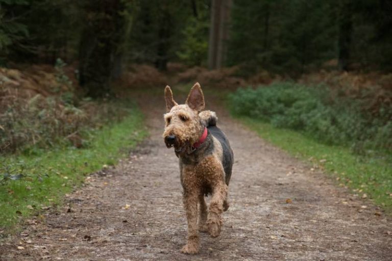 Airedale Terrier Pros & Cons: What to Consider Before Bringing One Home – Dogster