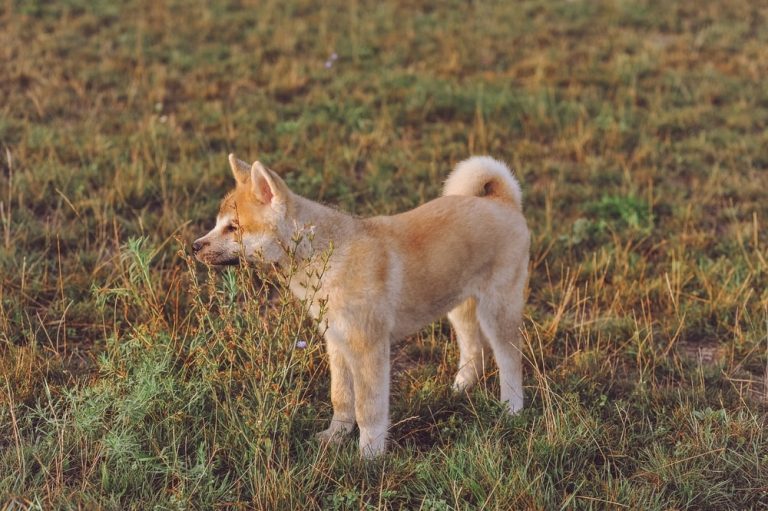 36 Akita Mixed Breeds (With Info & Pictures) – Dogster