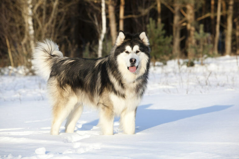 15 Snow Dog Breeds That Love Wintery Weather: Info, Pictures & Facts ...