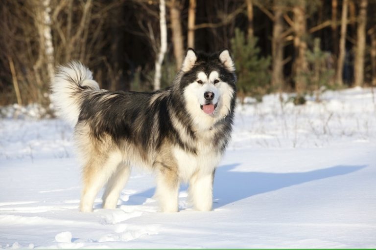 3 Alaskan Dog Breeds That Originated in Alaska (With Info & Pictures ...