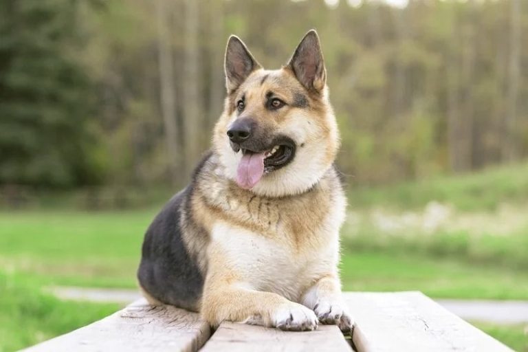 Why Do Dogs Have Short Life Spans? 4 Vet Explained Factors – Dogster