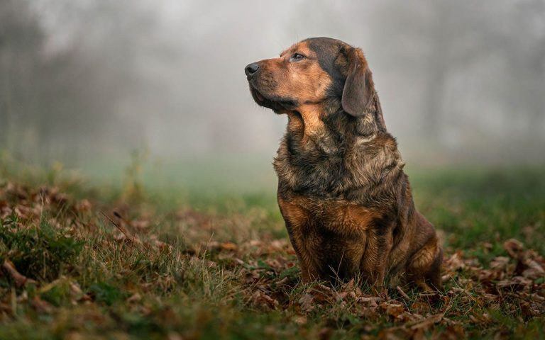 Alpine Dachsbracke Dog Breed: Info, Pictures, Care & Traits – Dogster