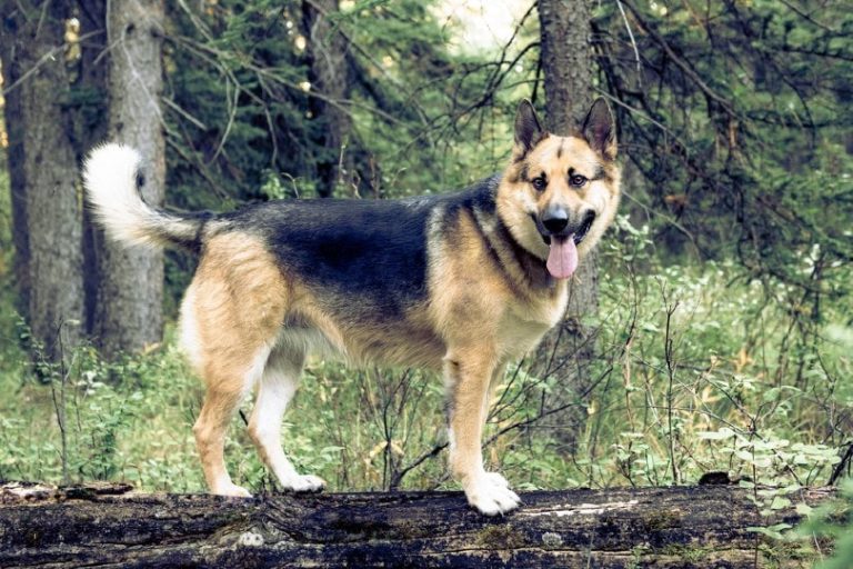 American Alsatian Dog Breed: Info, Pictures, Care & Traits – Dogster