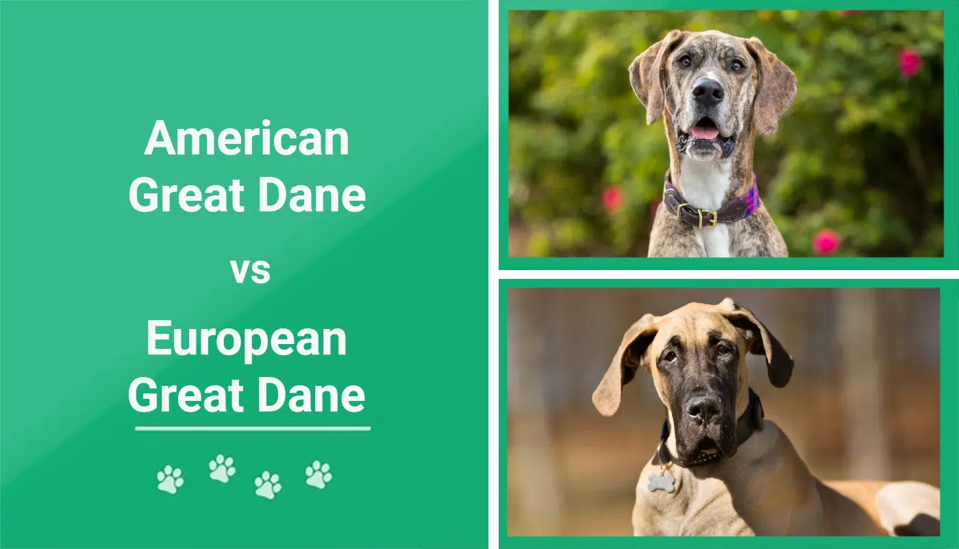 American vs European Great Dane: Which Pet Should You Choose? – Dogster