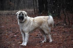 Anatolian Shepherd Dog Breed: Info, Pictures, Traits & Care – Dogster