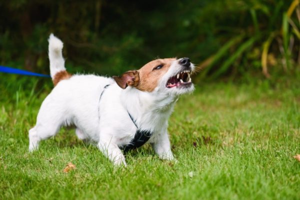 How to Stop Your Dog From Barking at Others While Walking: 9 Vet ...