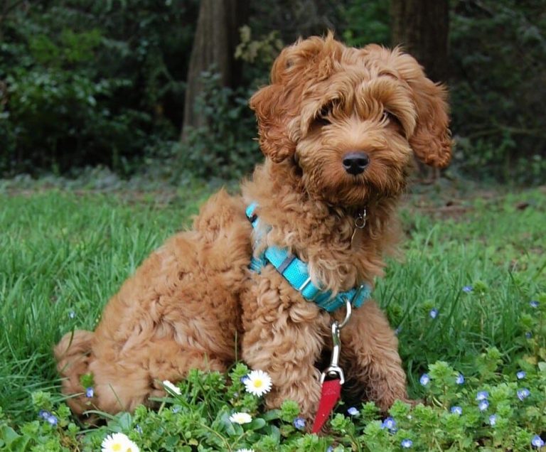 How Much Do Australian Labradoodles Cost in 2026? Facts & FAQ – Dogster