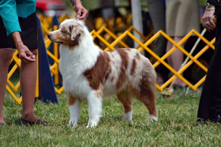 Training a Show Dog: A Beginner's Guide – Dogster