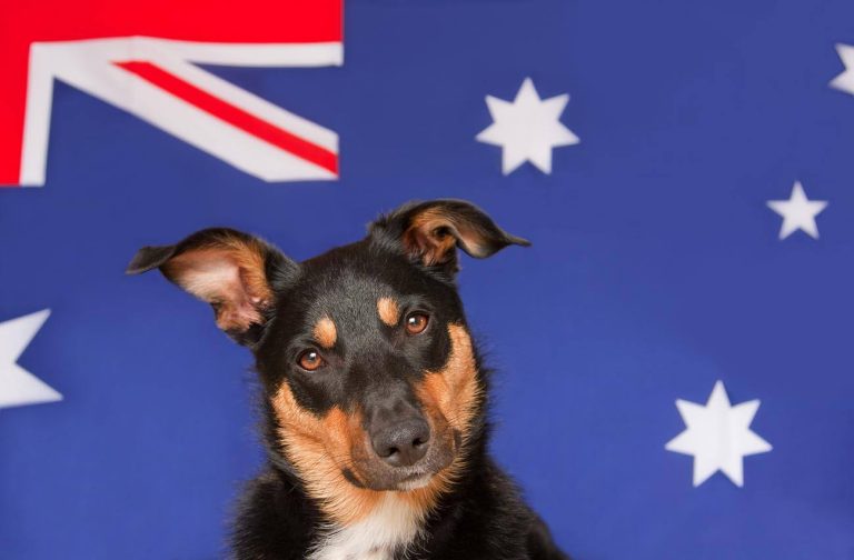 10 Australian Dog Breeds: Down Under Origins (With Info & Pictures ...