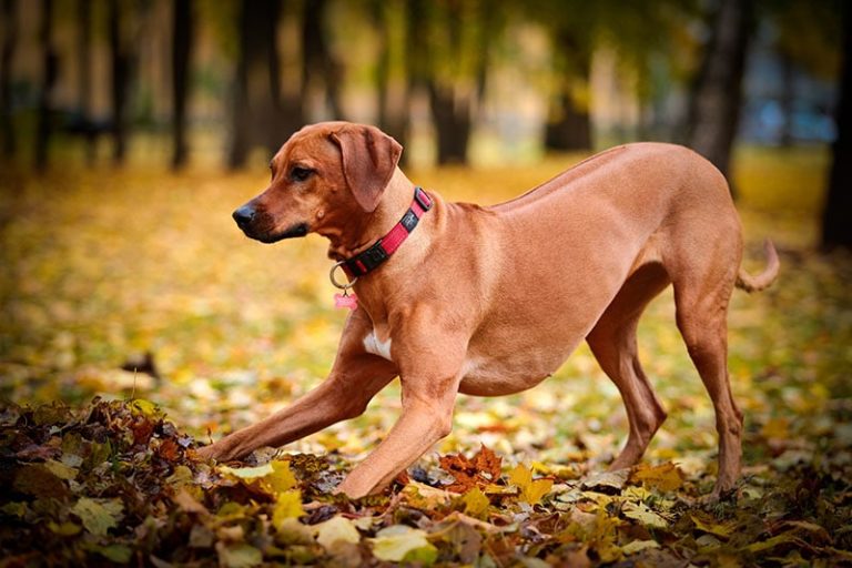 16 Different Rhodesian Ridgeback Mixes (With Pictures) – Dogster
