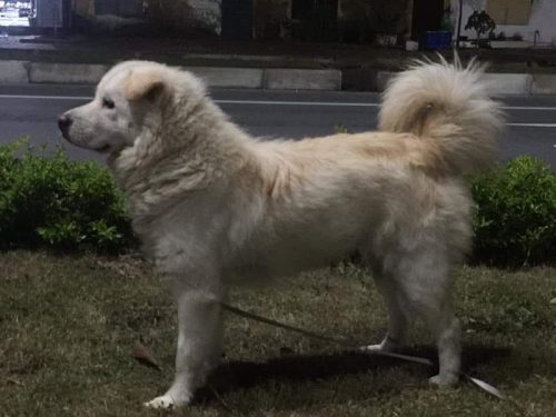 What Is a Bac Ha Dog? Facts & Characteristics – Dogster