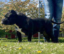 Gotti Pitbull: Info, Pictures, Care Guide & More – Dogster