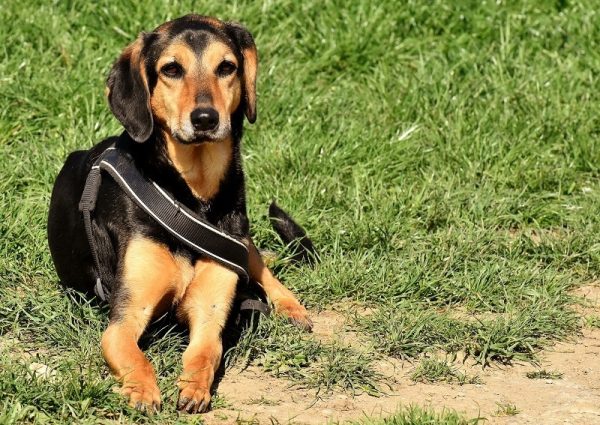Basschshund Dog Breed: Info, Pictures, Care Guide & Traits – Dogster